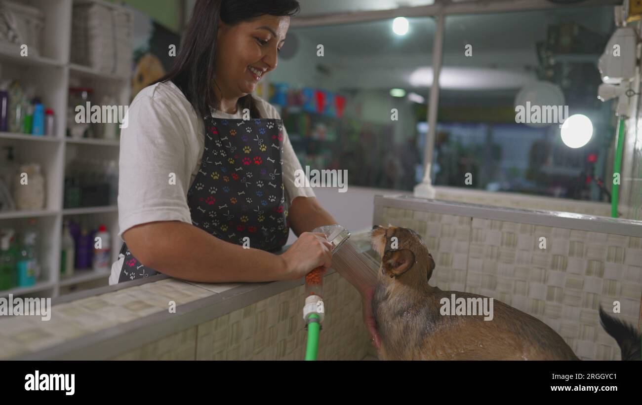 Happy female employee washing Small Dog with shower head inside Local ...