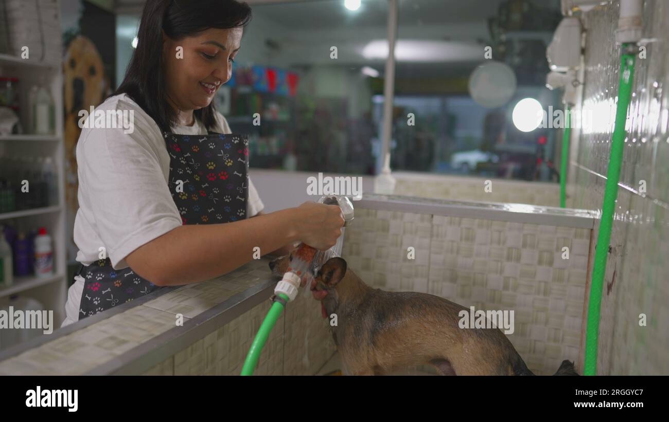 Happy female employee washing Small Dog with shower head inside Local ...