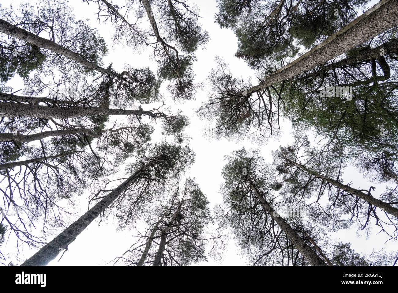 Look up trees Stock Photo - Alamy