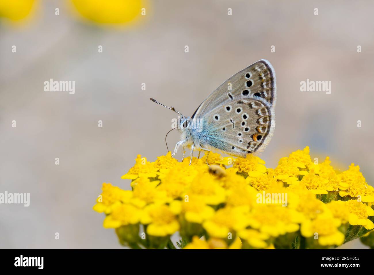 Turanana endymion hi-res stock photography and images - Alamy