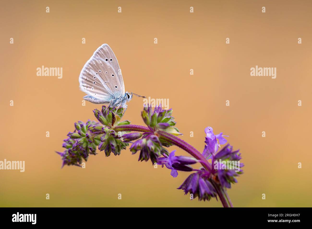 tiny blue butterfly on purple flower, agro butterfly Stock Photo - Alamy