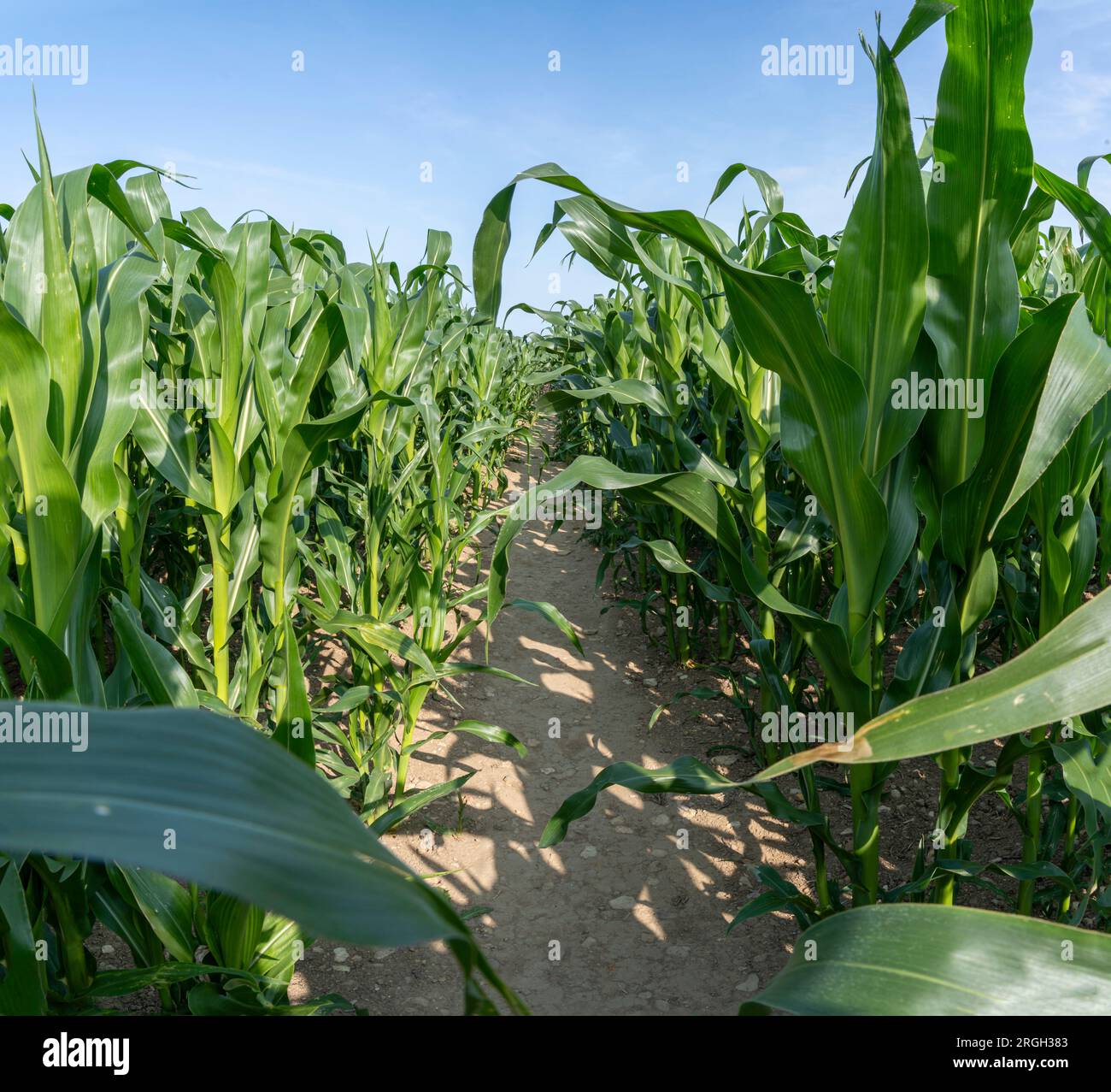 Inside cornfield hi-res stock photography and images - Alamy