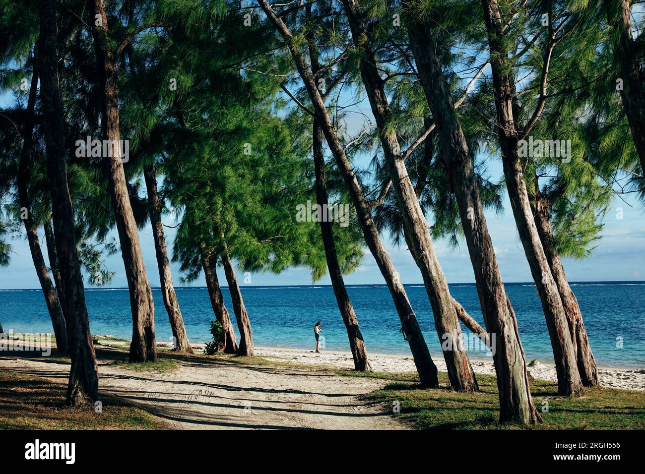 Trees by beach Stock Photo - Alamy