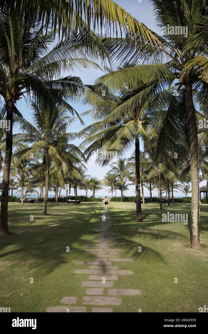 Walking path between palm trees hi-res stock photography and images - Alamy