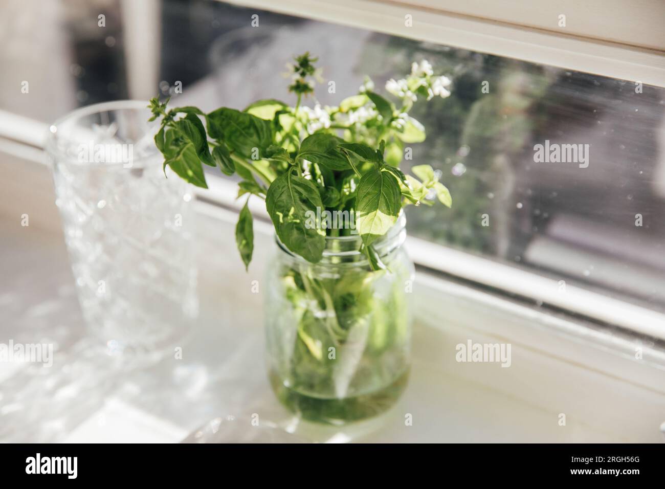 Plant in glass jar on window sill Stock Photo - Alamy