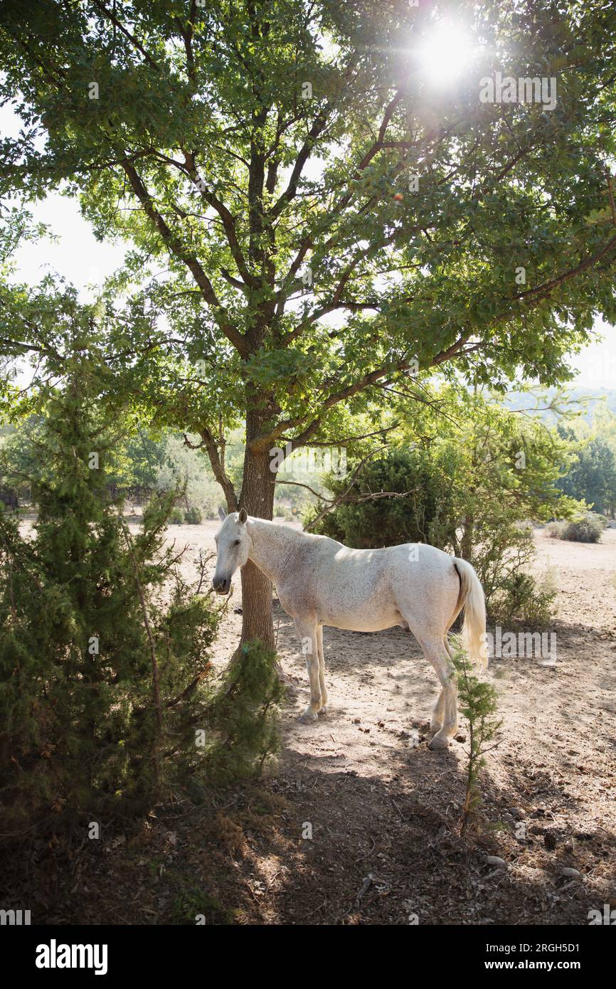Hoof house hi-res stock photography and images - Alamy