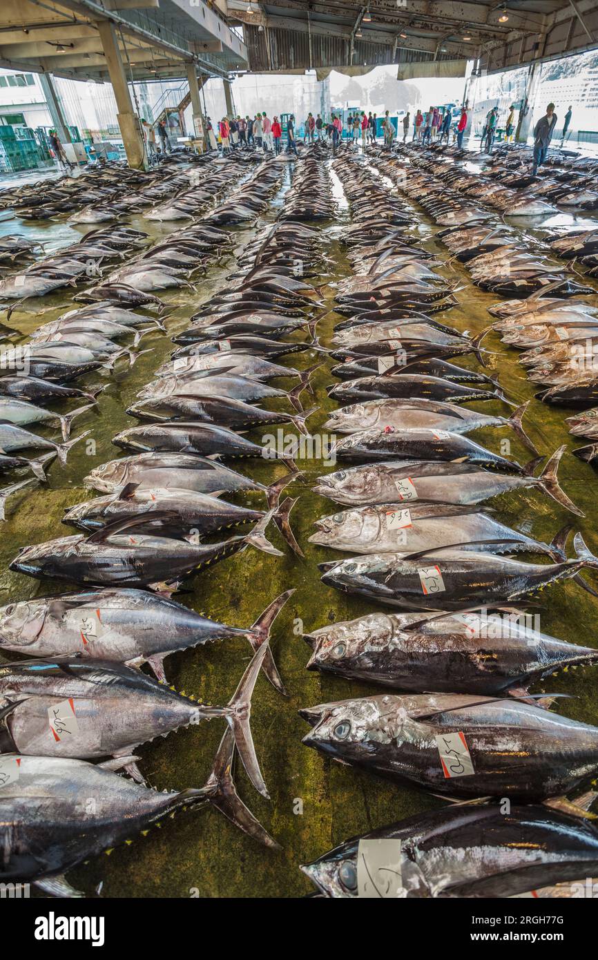 Kumano Kodo pilgrimage route. Fish market. Tuna fish. Fishing port ...