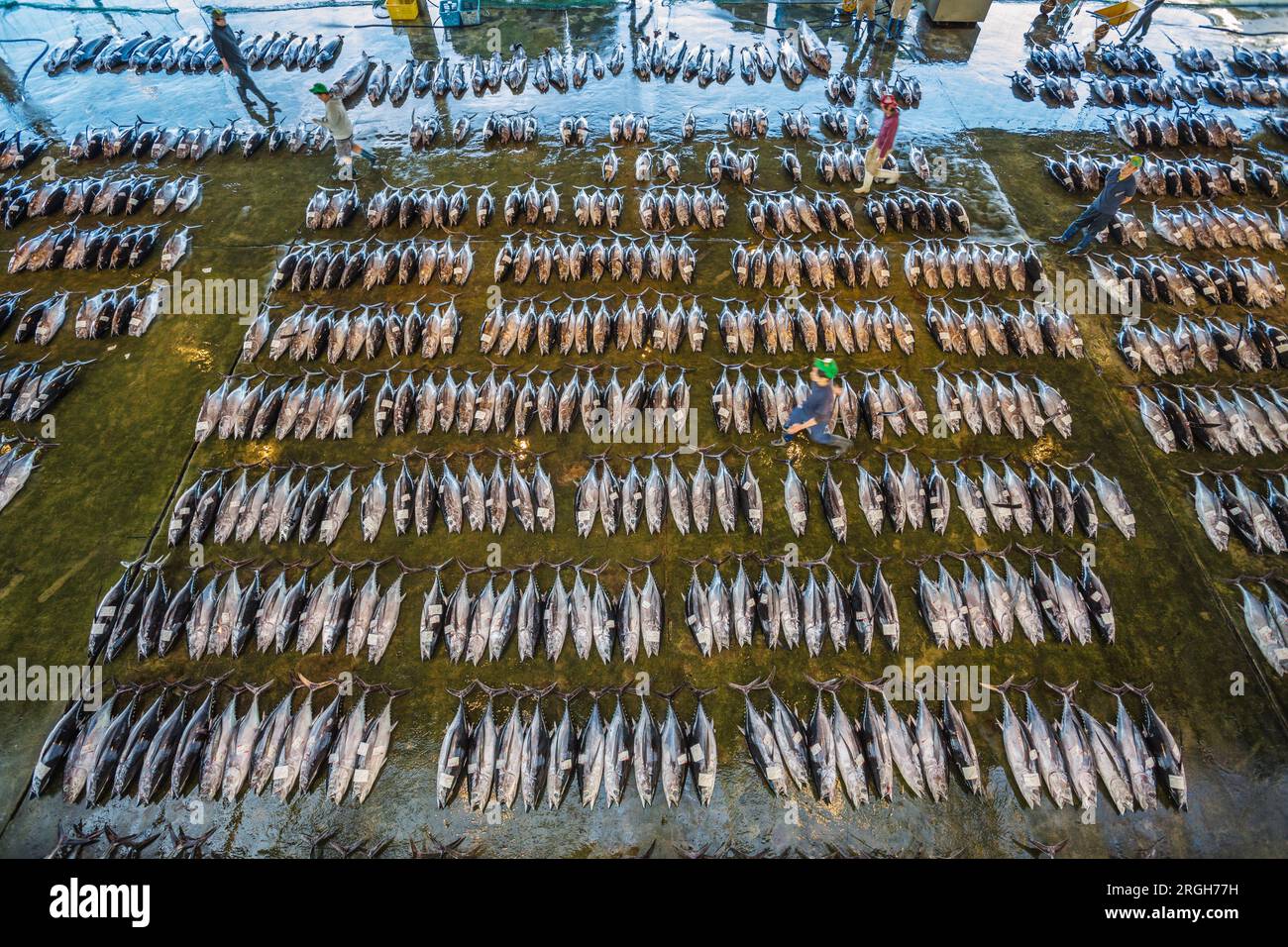 Kumano Kodo pilgrimage route. Fish market. Tuna fish. Fishing port ...