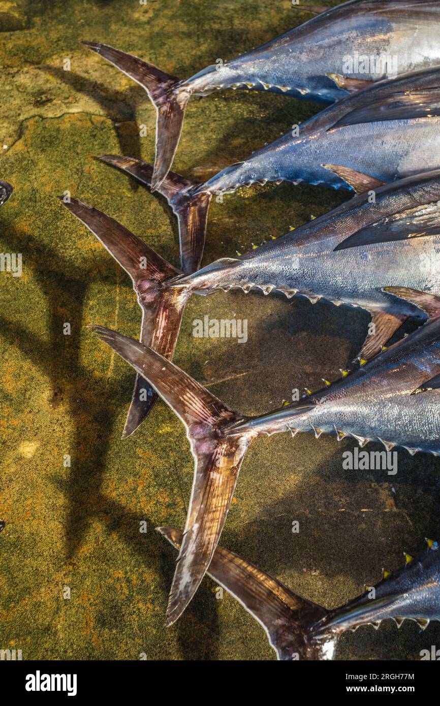 Kumano Kodo pilgrimage route. Fish market. Tuna fish. Fishing port ...