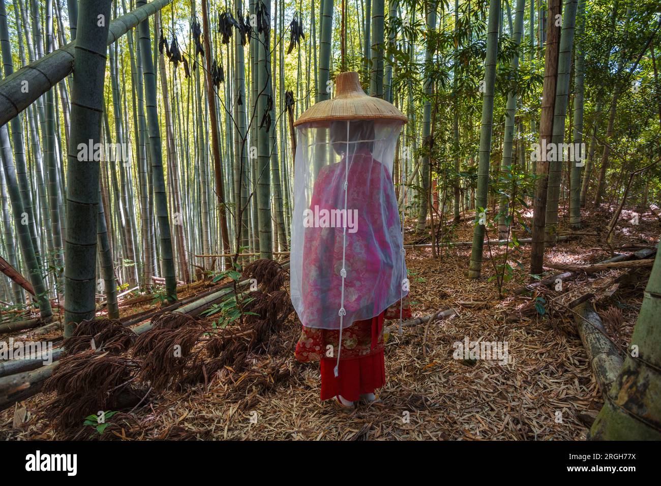 Kumano Kodo pilgrimage route. Daimon-zaka slope. Bamboo trees. Wakayama ...