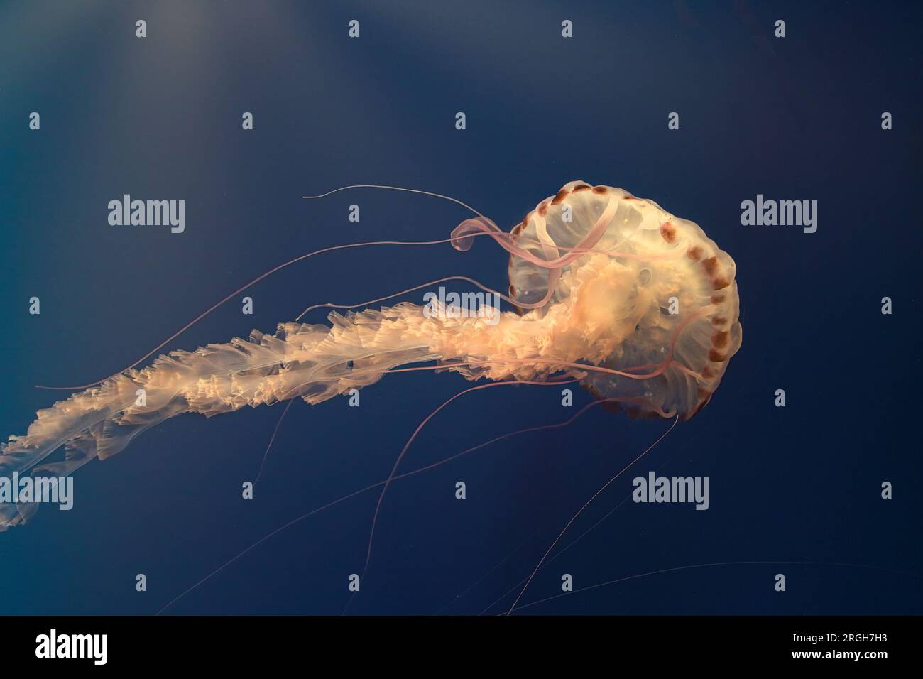 Jellyfish floating effortlessly and gracefully Stock Photo - Alamy