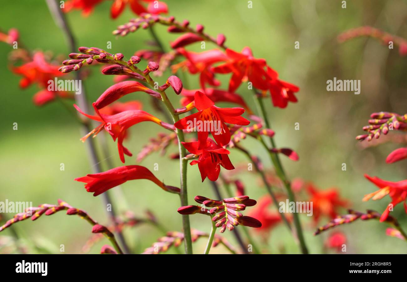 The red flowers of Crocosmia Lucifer Stock Photo - Alamy