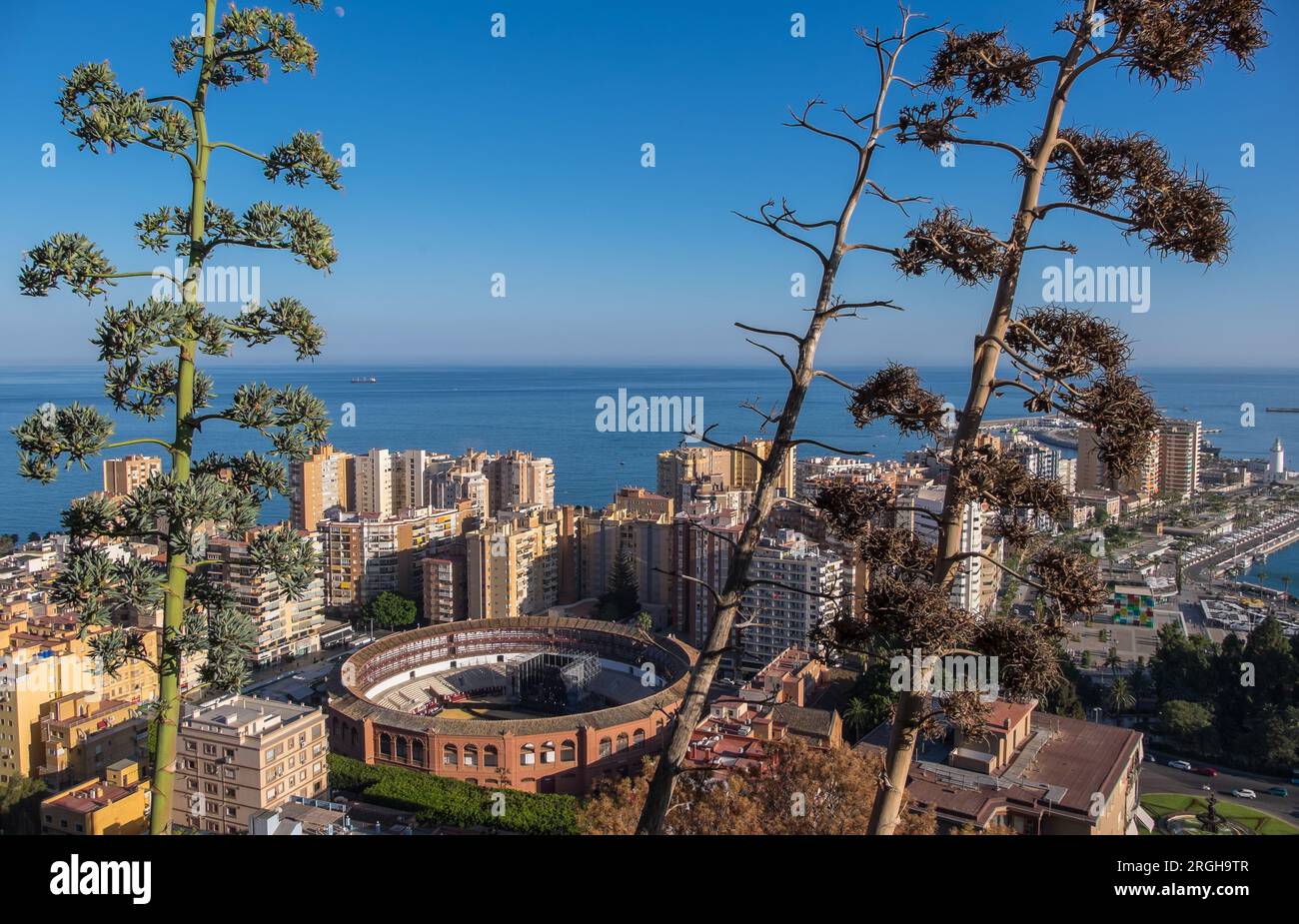 Agave plants and panoramic view of the city of Malaga, from the ...