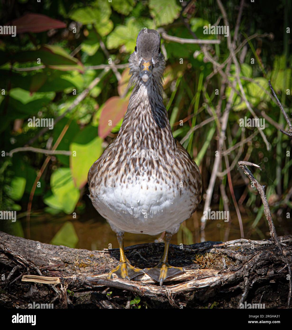 Mandarin Duck Female (Aix galericulata) on Llangollen Canal Stock Photo ...