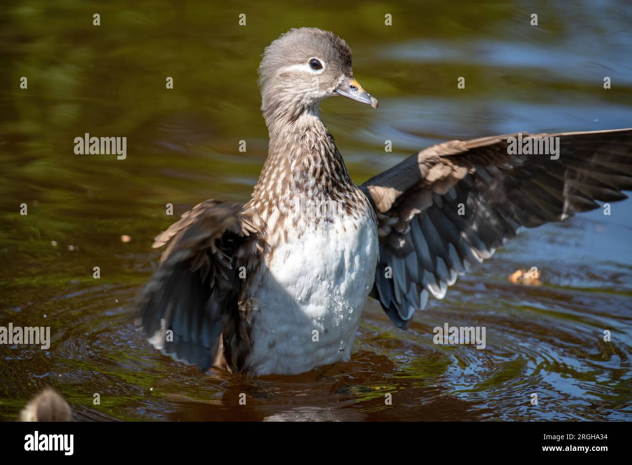 Mandarin Duck Female Female Mandarin Duck Aix Galericulata Hi Res