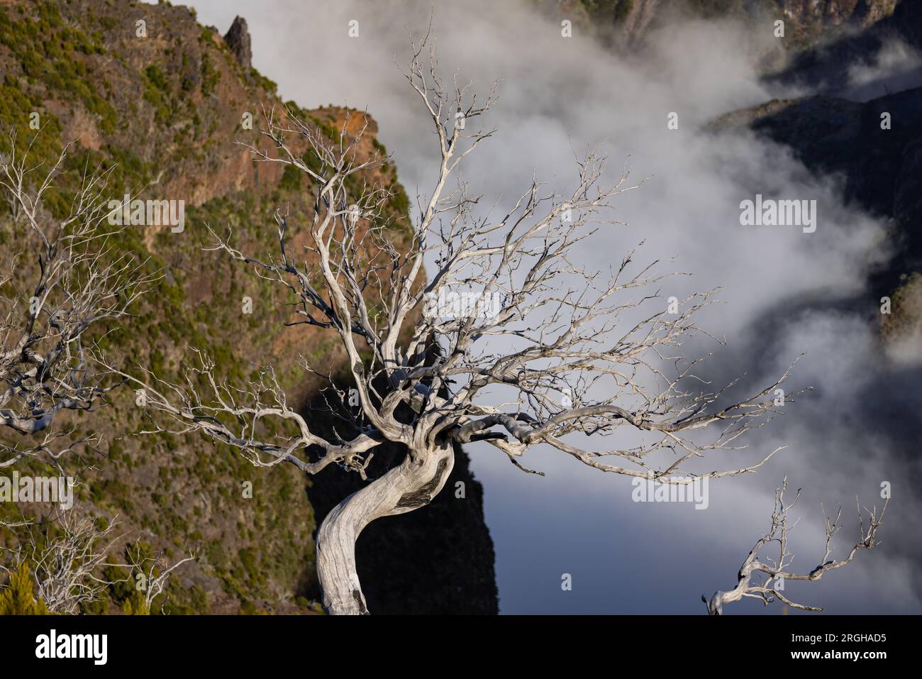 Lots of dead trees on the high landscape in Madeira, Portugal. Great ...