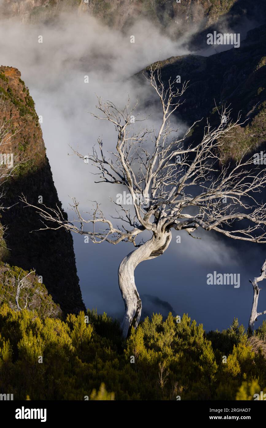 Lots of dead trees on the high landscape in Madeira, Portugal. Great ...