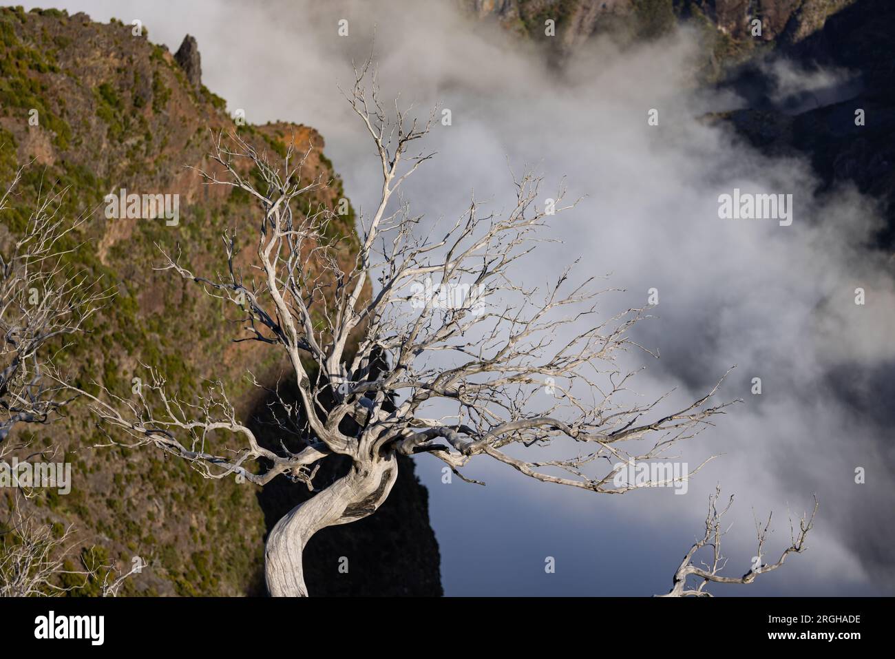 Dead trees madeira hi-res stock photography and images - Alamy