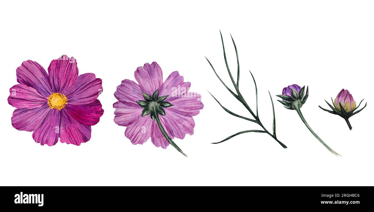 Set with watercolor pink flower of cosmea Cosmos bipinnatus, Mexican ...