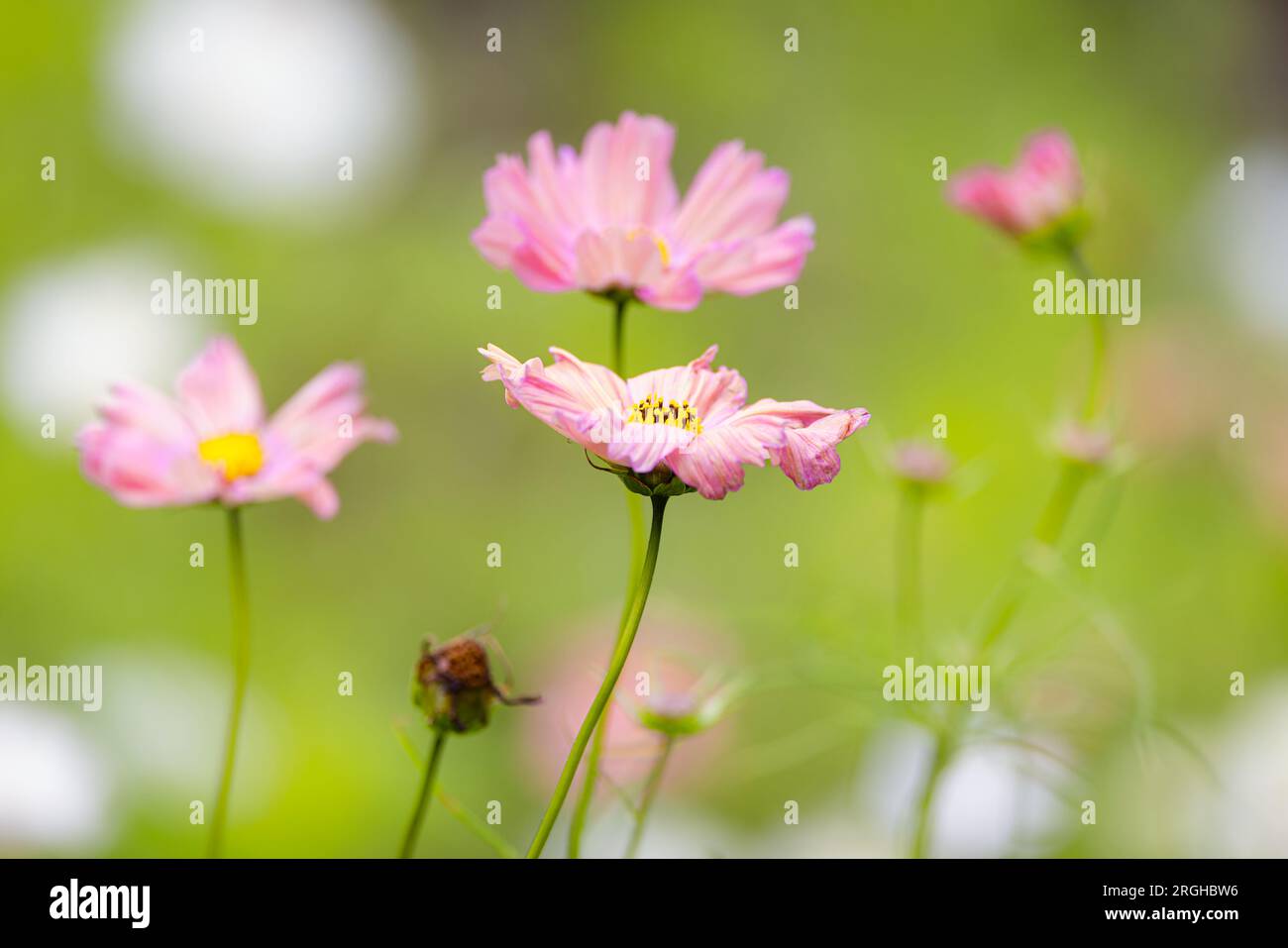 Soft focus cosmos bipinnatus hi-res stock photography and images - Alamy