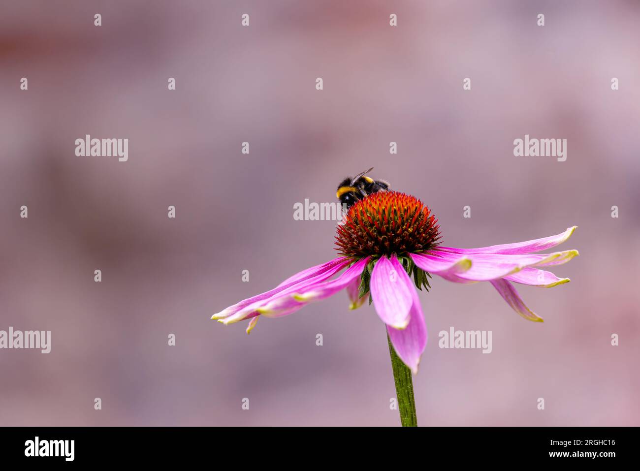 Bee feeding on "Echinacea" flower or "Purple Coneflower" during summer ...