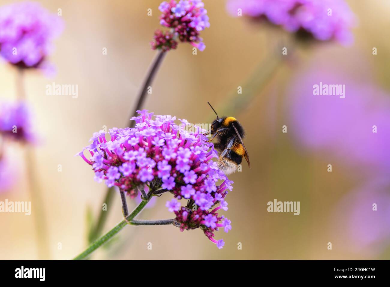 Bee or bumblebee feeding on nectar of Verbena or Vervain flowers ...