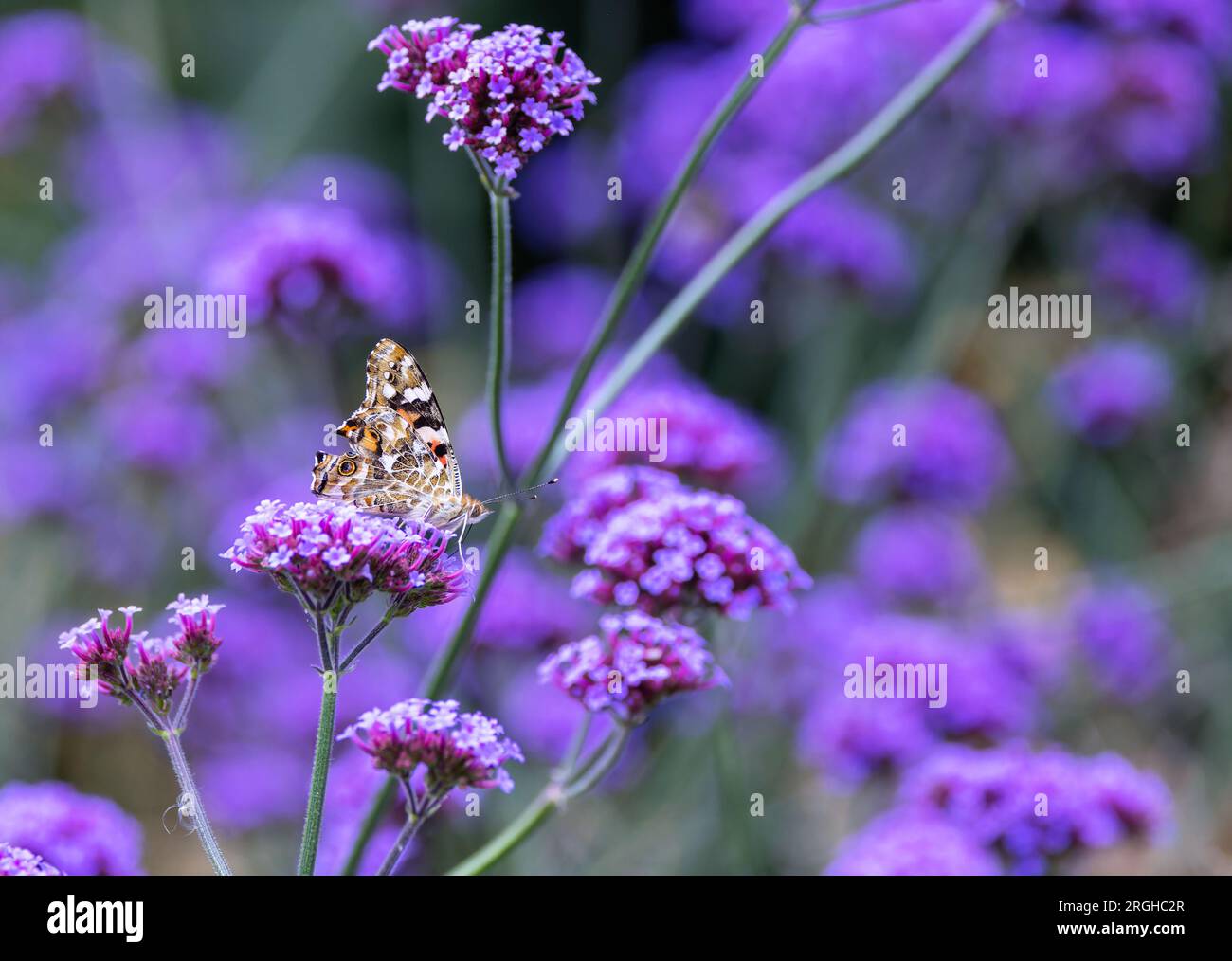Painted Lady butterfly "Vanessa cardui" feeding on nectar of Verbena or ...