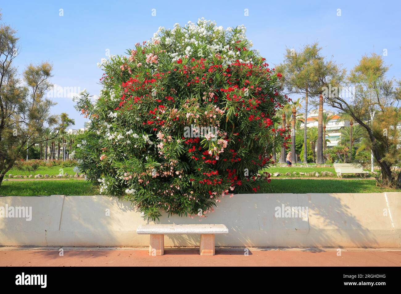 A bench in the park and a large bush with flowers in Cannes Stock Photo ...