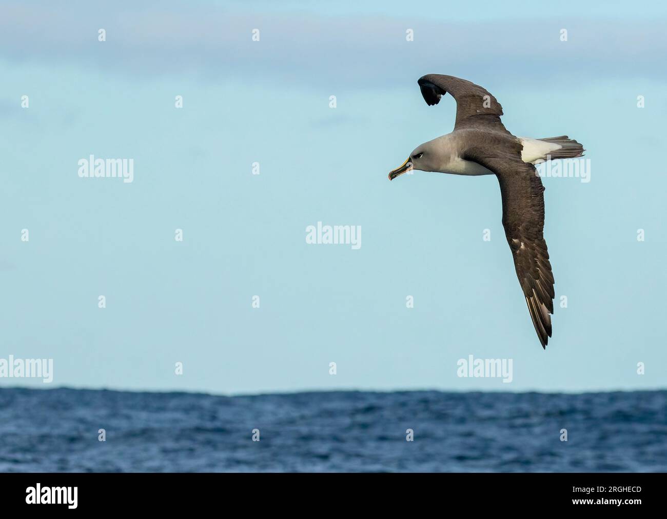 Grey headed albatross hi-res stock photography and images - Alamy