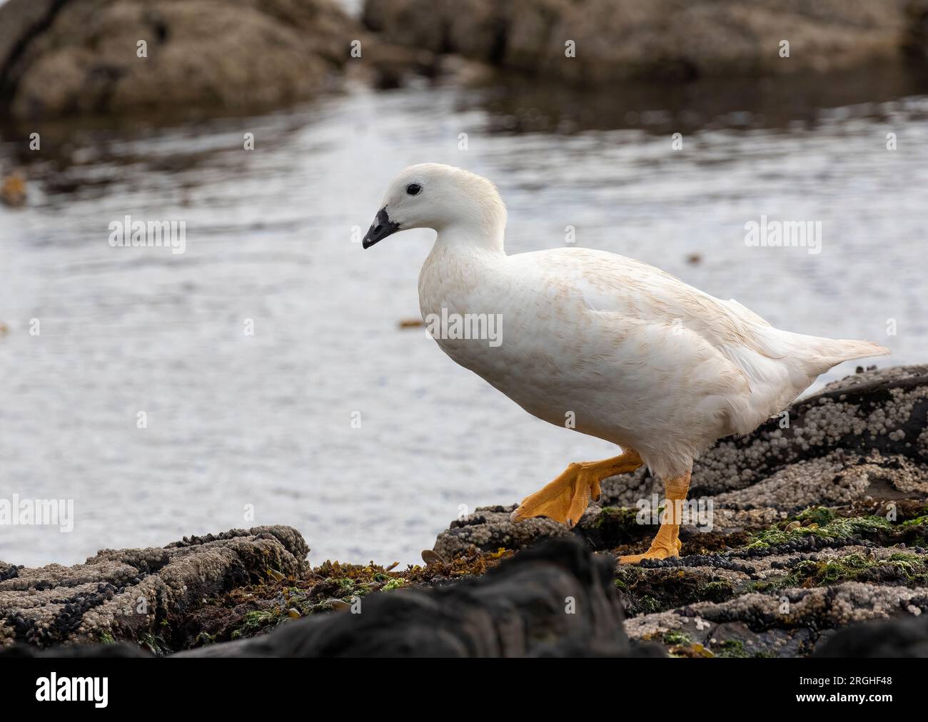 Goose green falkland islands hi-res stock photography and images - Alamy