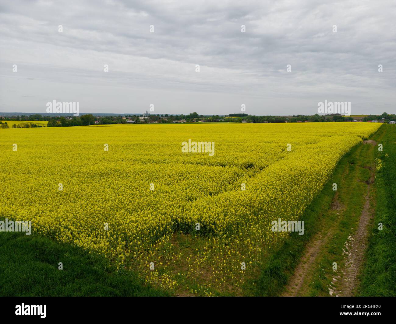 Yellow crops hi-res stock photography and images - Alamy