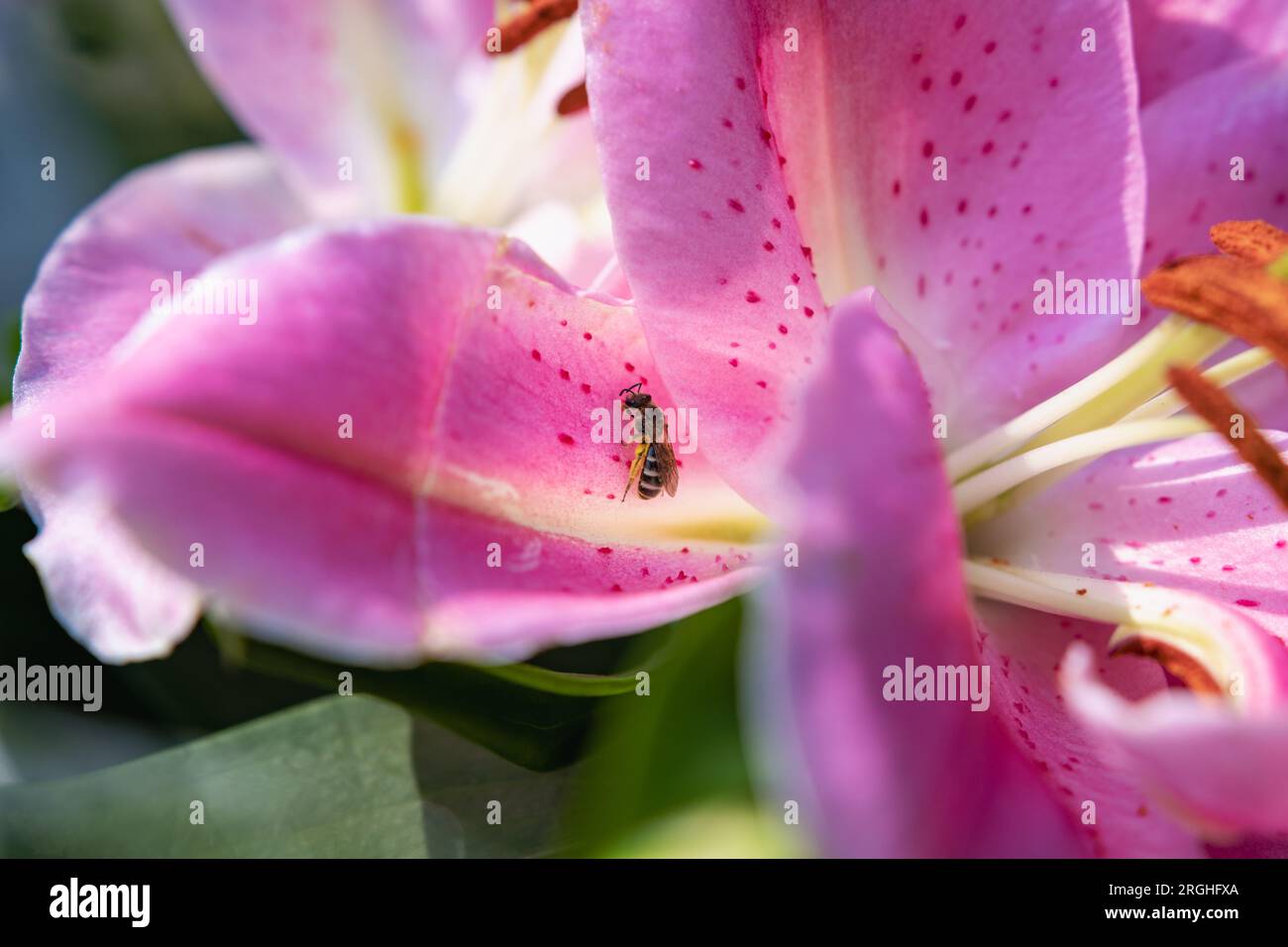 Pink lotus flower honey bee hi-res stock photography and images - Alamy