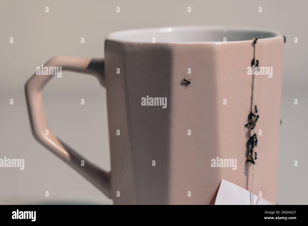 Ants on a cup in the house - coming in on a string Stock Photo - Alamy