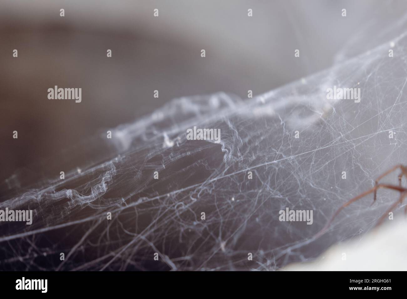 Spider in a web in backlight hi-res stock photography and images - Alamy