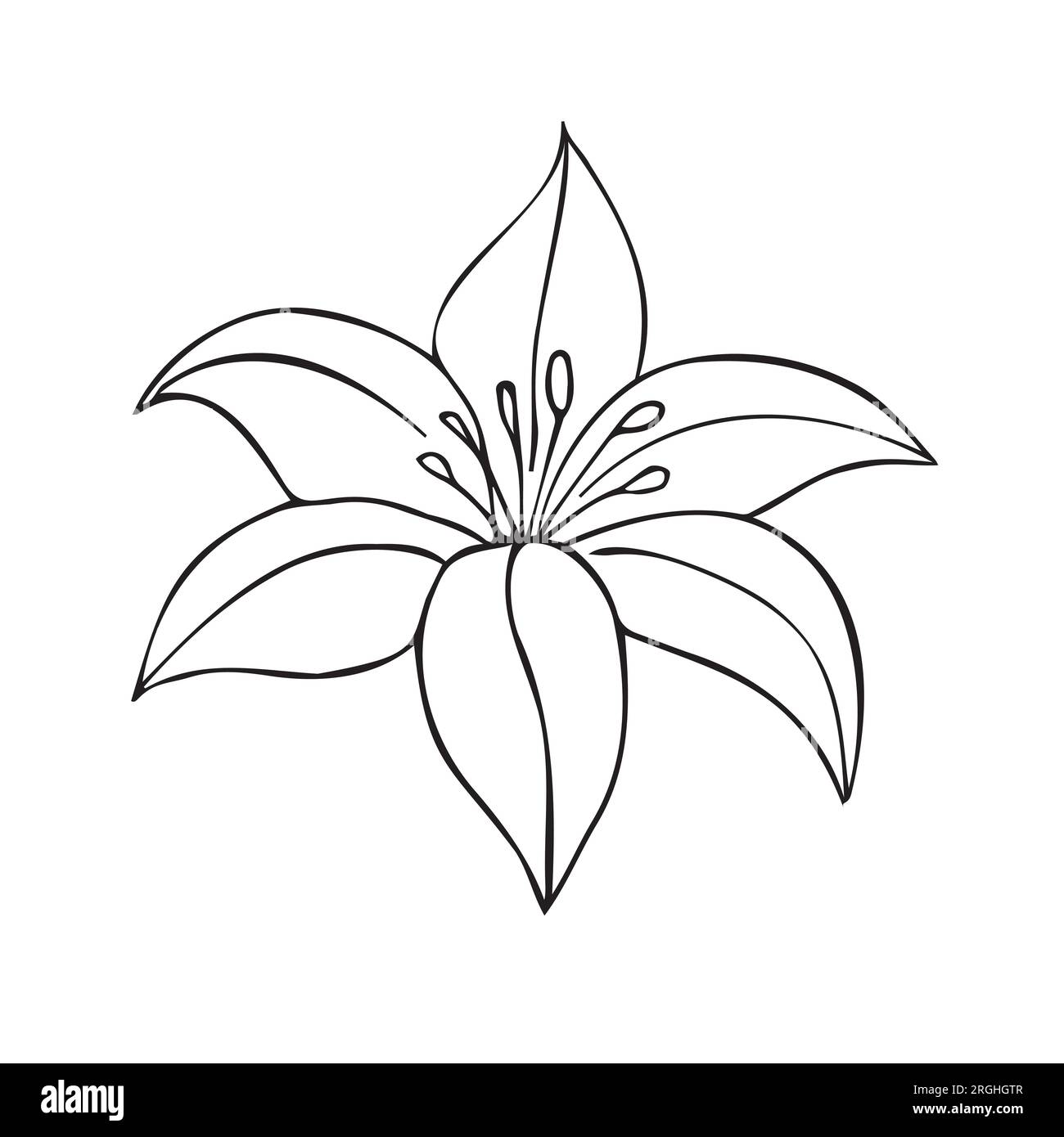 Vector hand drawn doodle sketch Lilly flower Stock Vector Image & Art ...