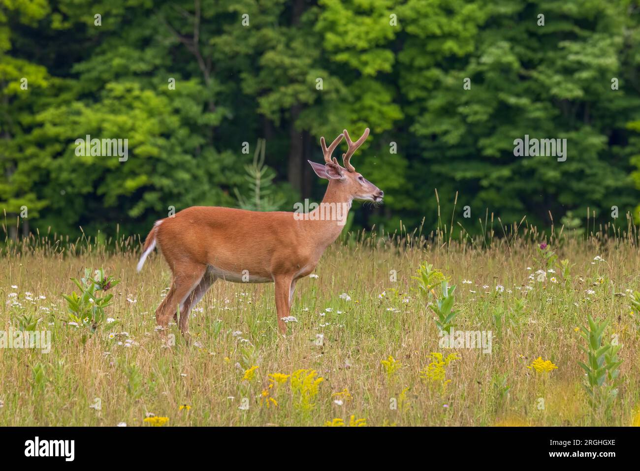 6 point buck hi-res stock photography and images - Alamy