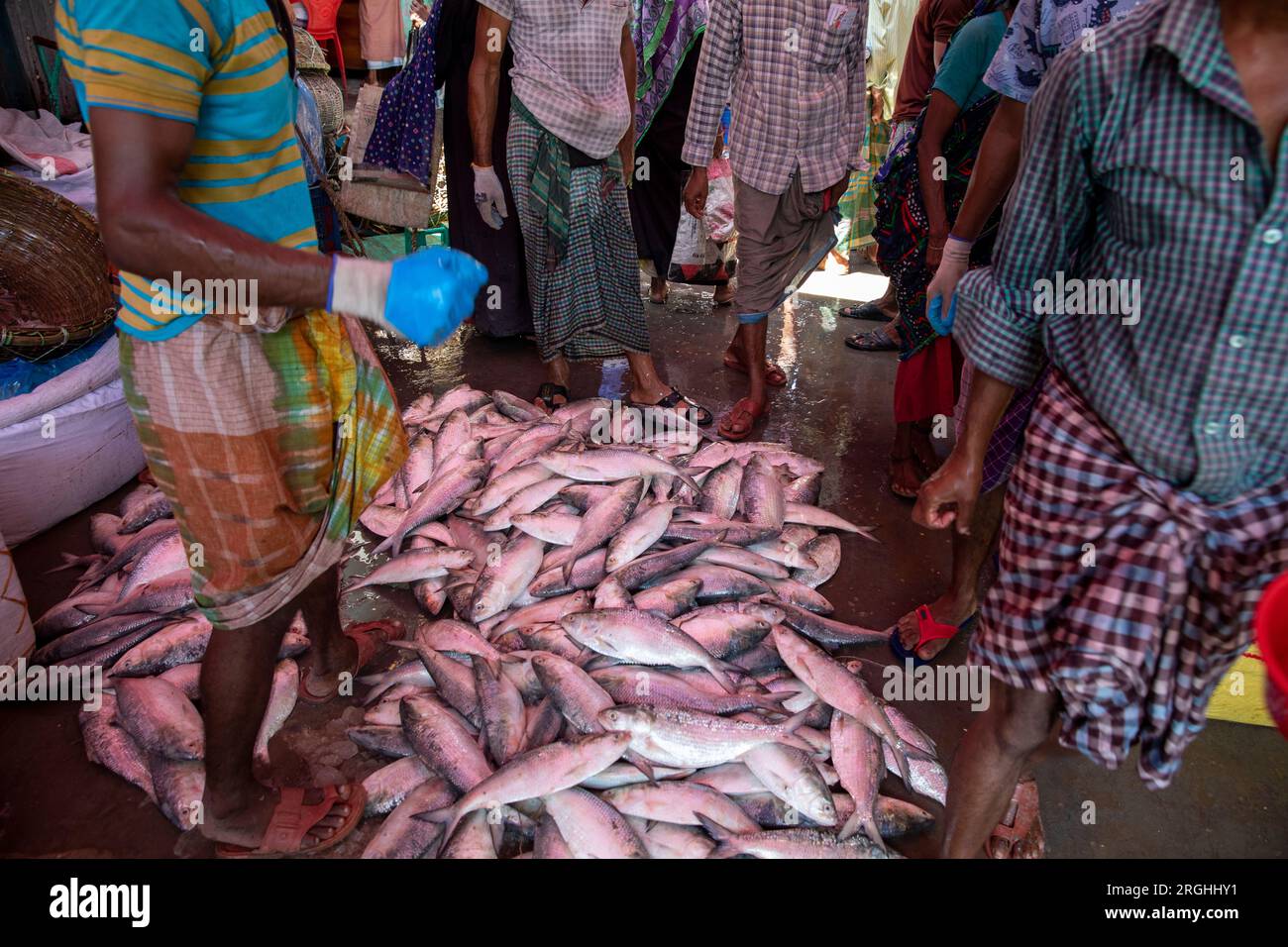 Hilsa fishes are selling at the Station Alipur fish landing station on ...
