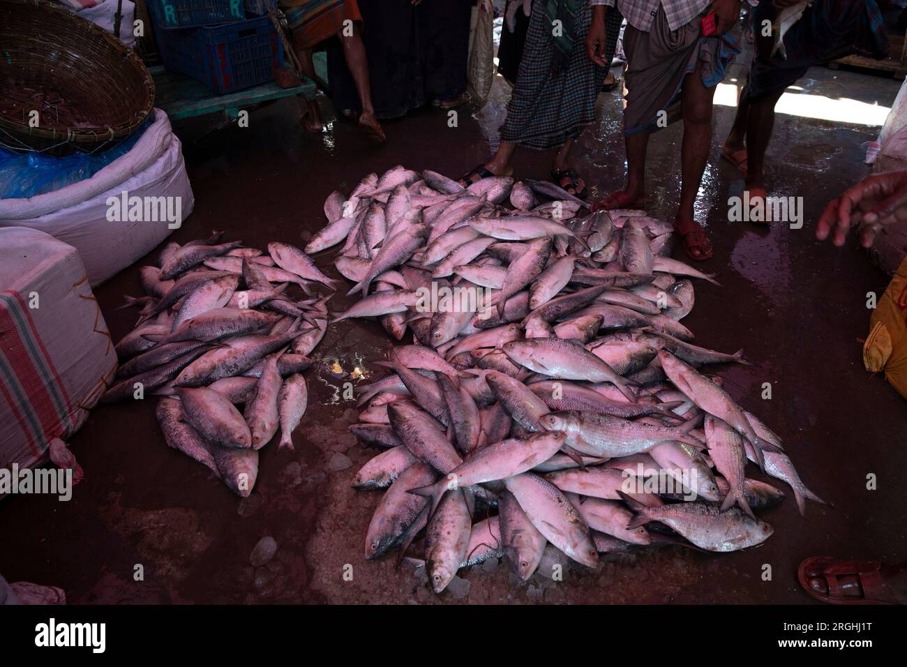 Hilsa fishes are selling at the Station Alipur fish landing station on ...