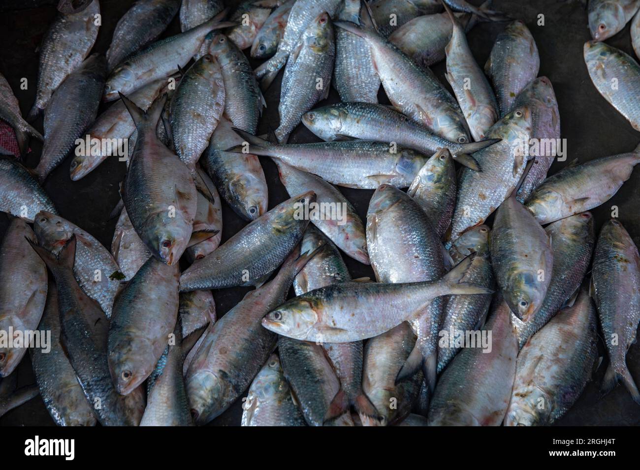 Hilsha fish hi-res stock photography and images - Alamy