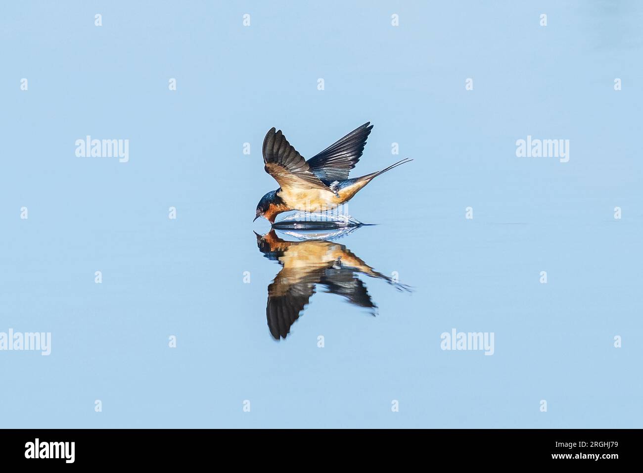 A Barn Swallow taking a quick drink as it swoops down upon a clear ...