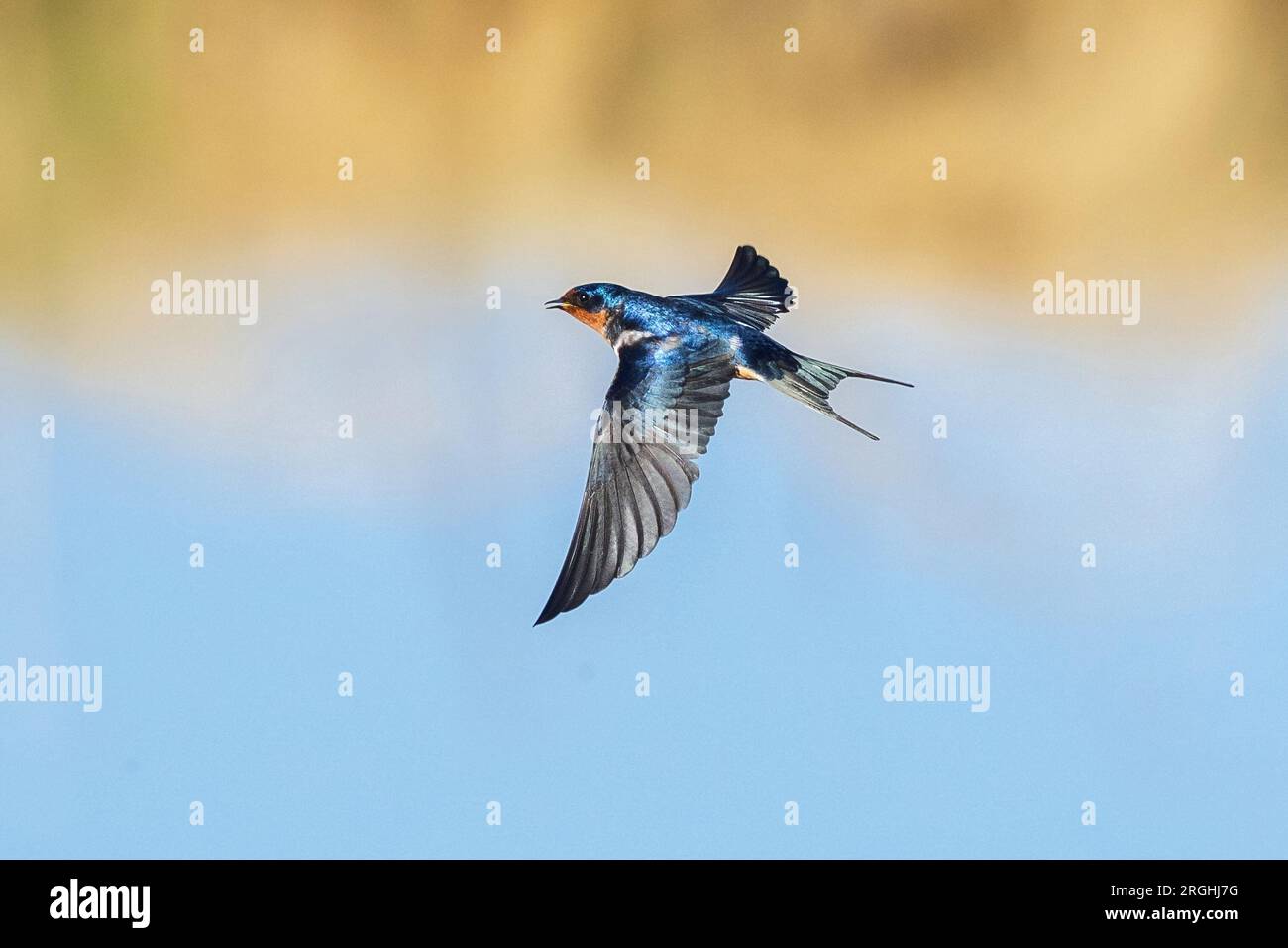 A Barn Swallow flying over a lake with beautiful outstretched wings ...