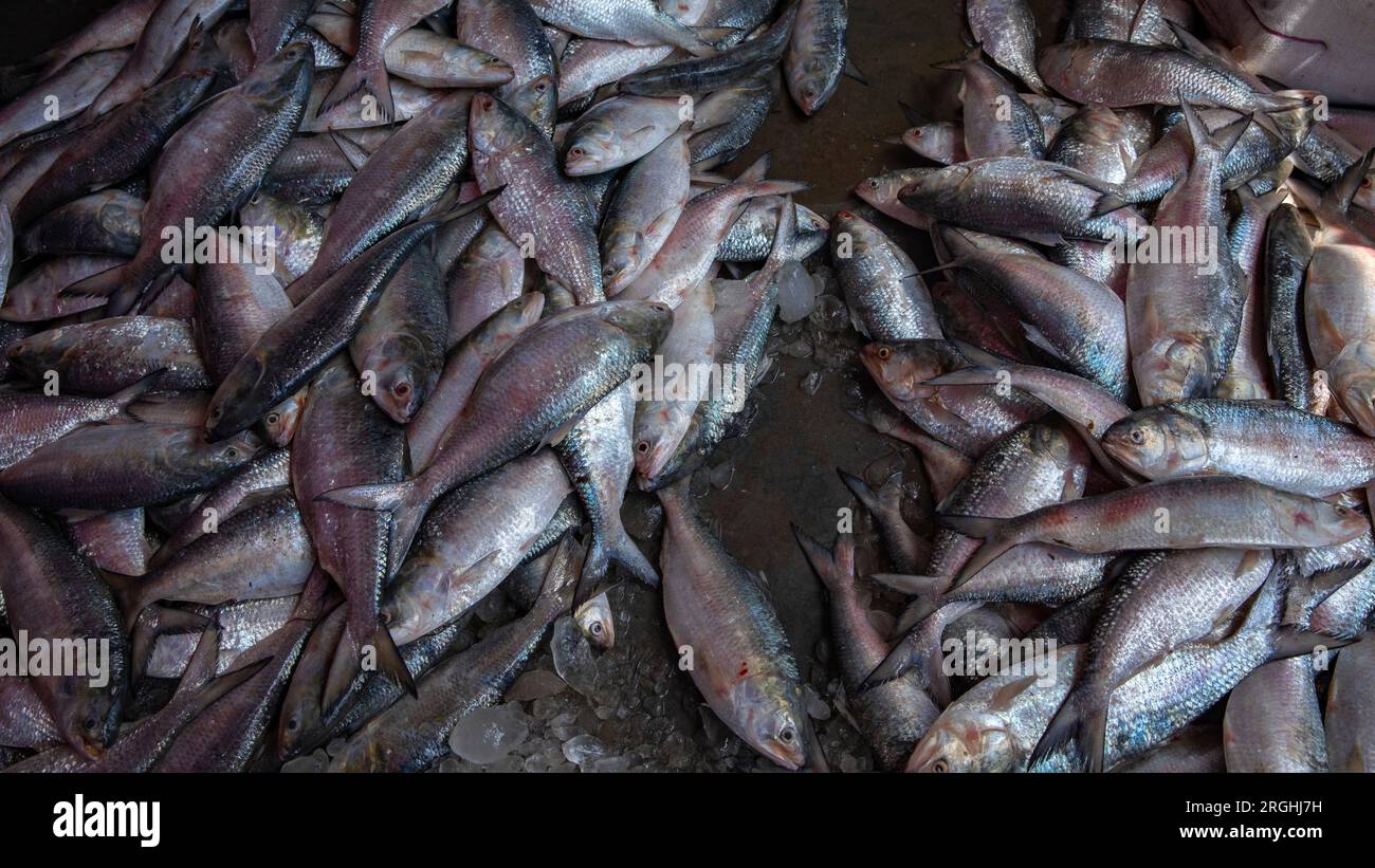 Hilsa fishes are selling at the Station Alipur fish landing station on ...