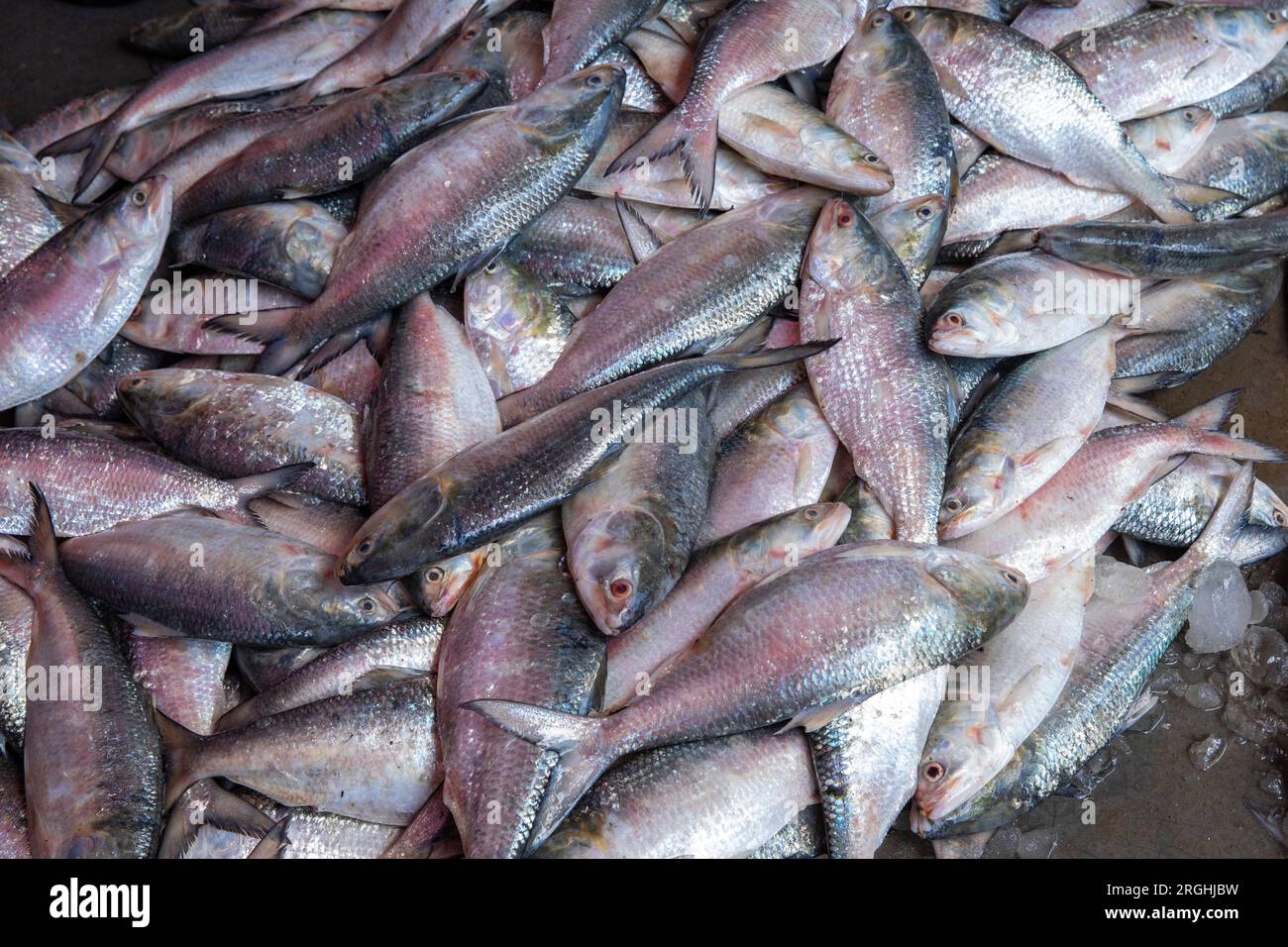 Shibbaria river hi-res stock photography and images - Alamy