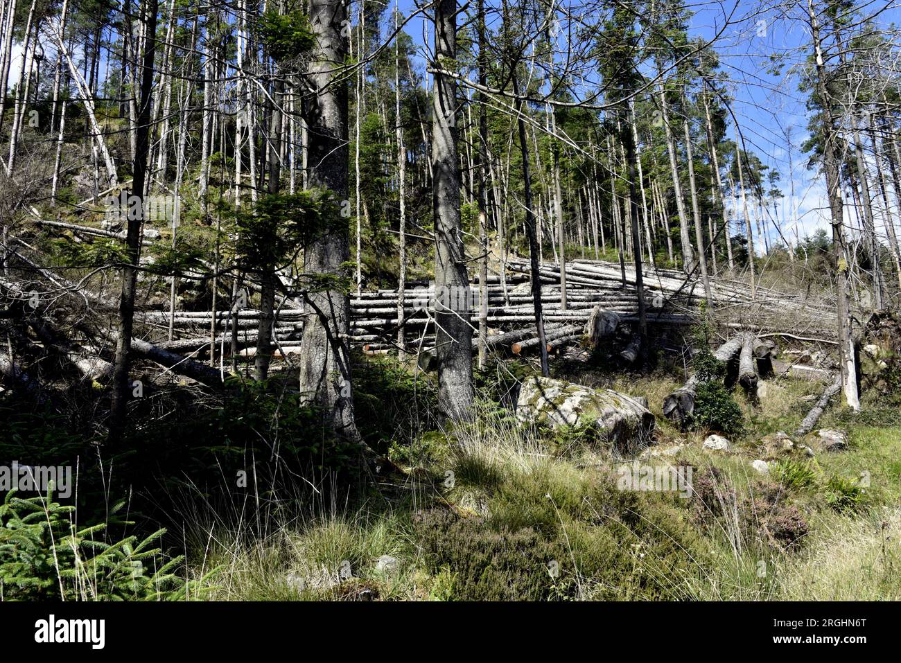 Restoring forest hi-res stock photography and images - Alamy
