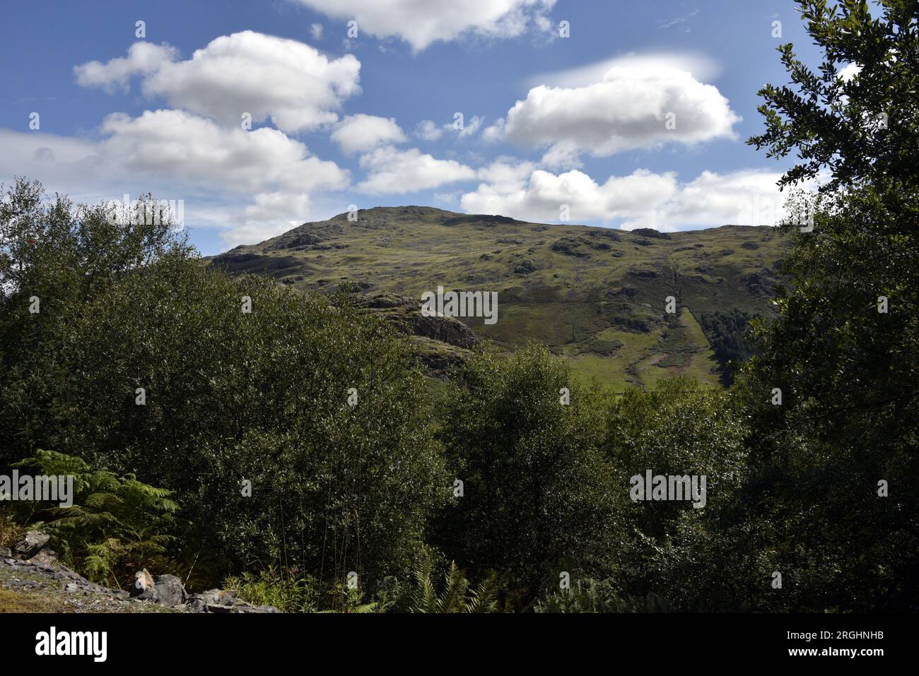 Restoring forest hi-res stock photography and images - Alamy