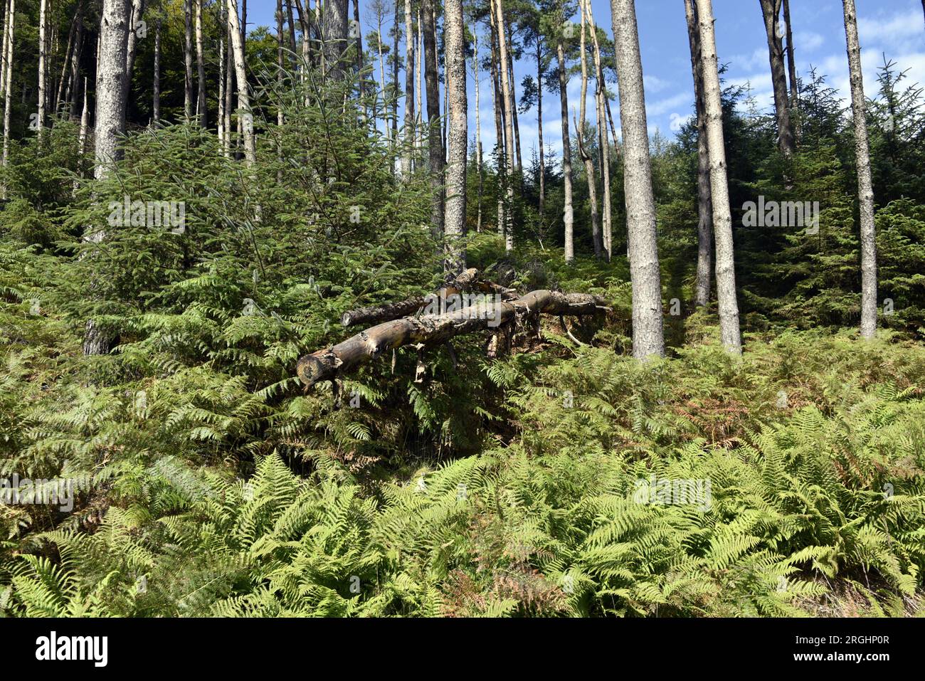 Duddon valley, hardknott forest hi-res stock photography and images - Alamy
