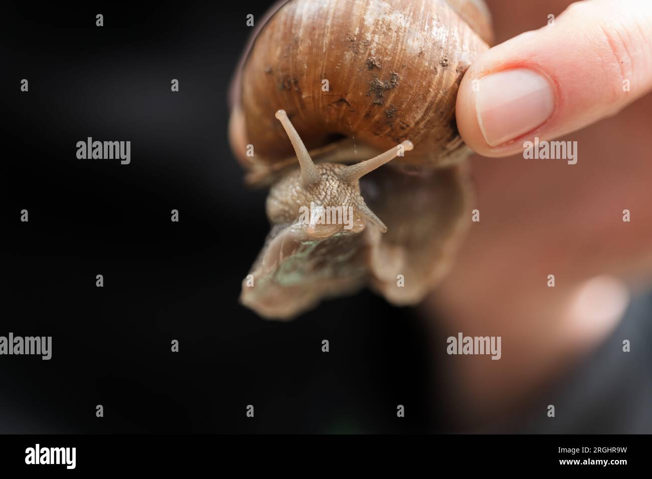 grape snail. Snails in the garden. Pests and insects in the garden ...
