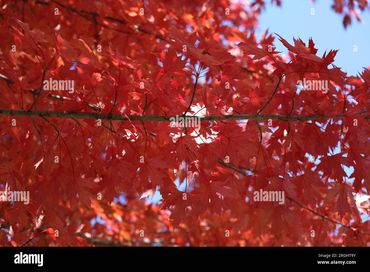 Close up of the underside of a branch of a Sunset Maple tree filled ...