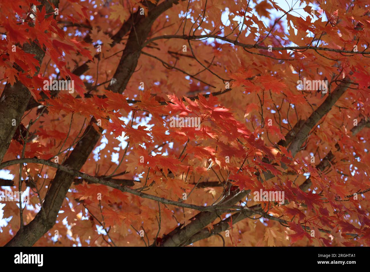 Peering through the branches of a Sunset Maple tree filled with vibrant ...