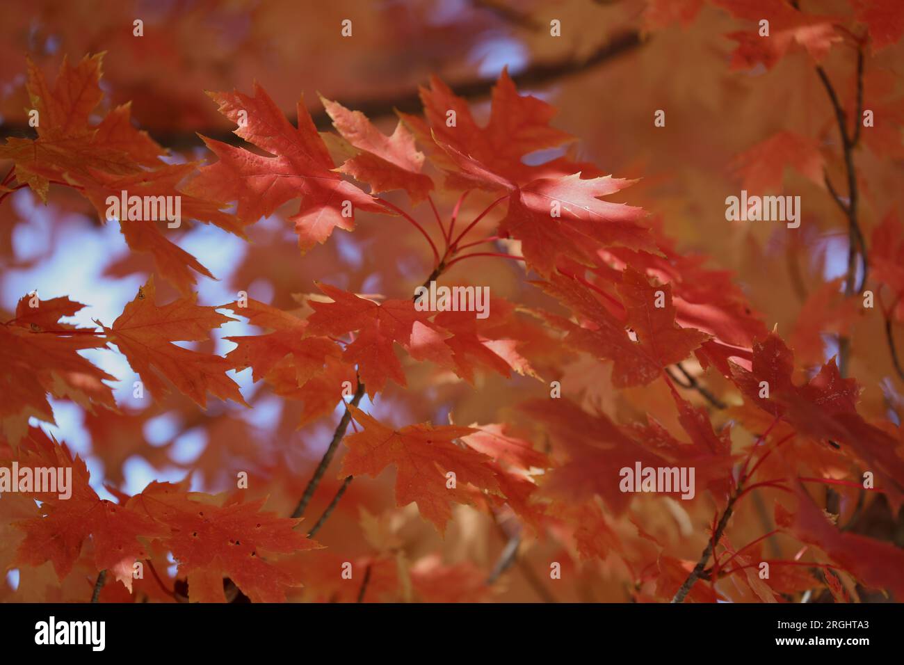 Acer rubrum 'franksred' red sunset hi-res stock photography and images ...